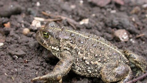 Natterjack toad | The Wildlife Trusts